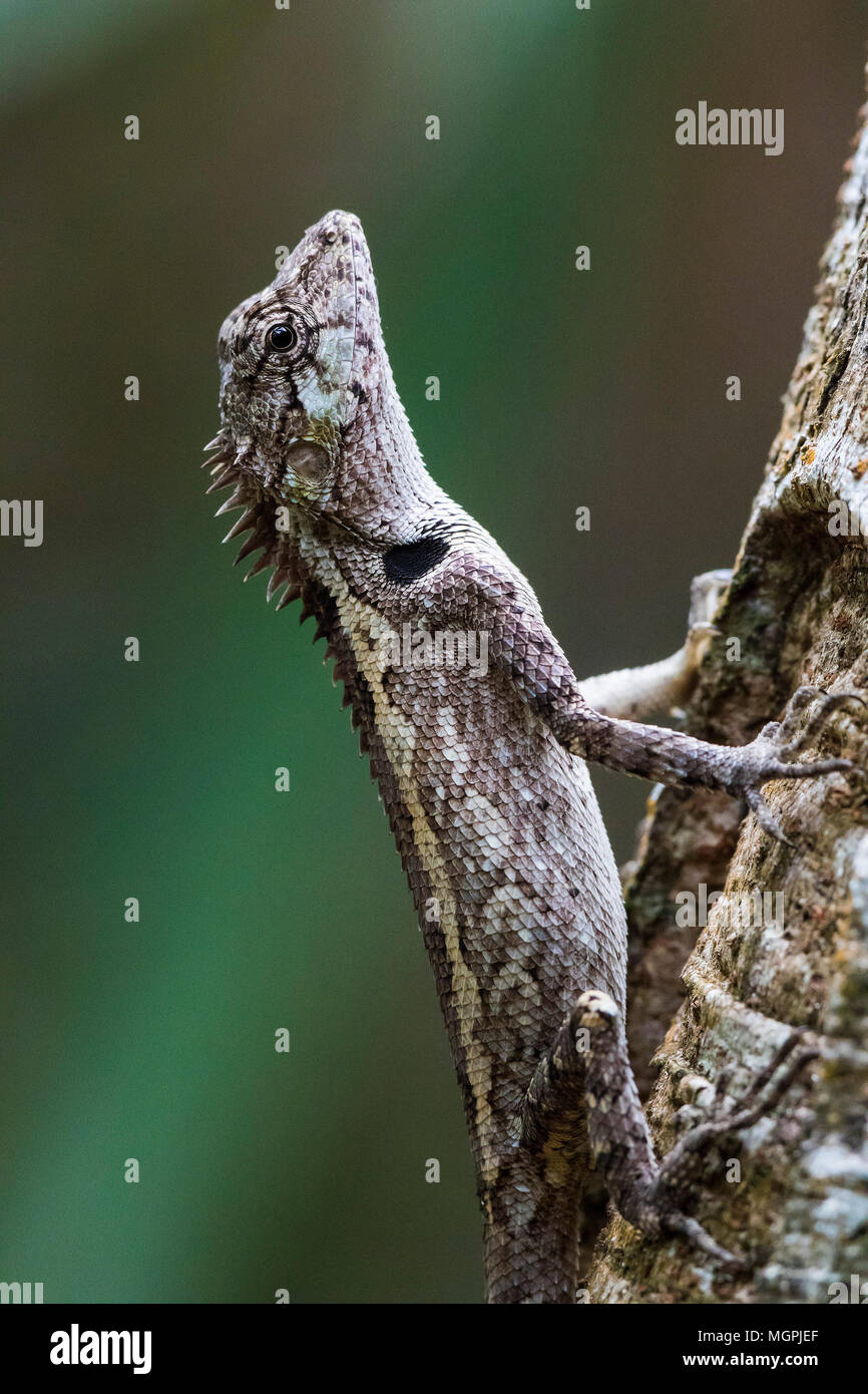 Blue-crested Lizard (Calotes bachae Stock Photo - Alamy