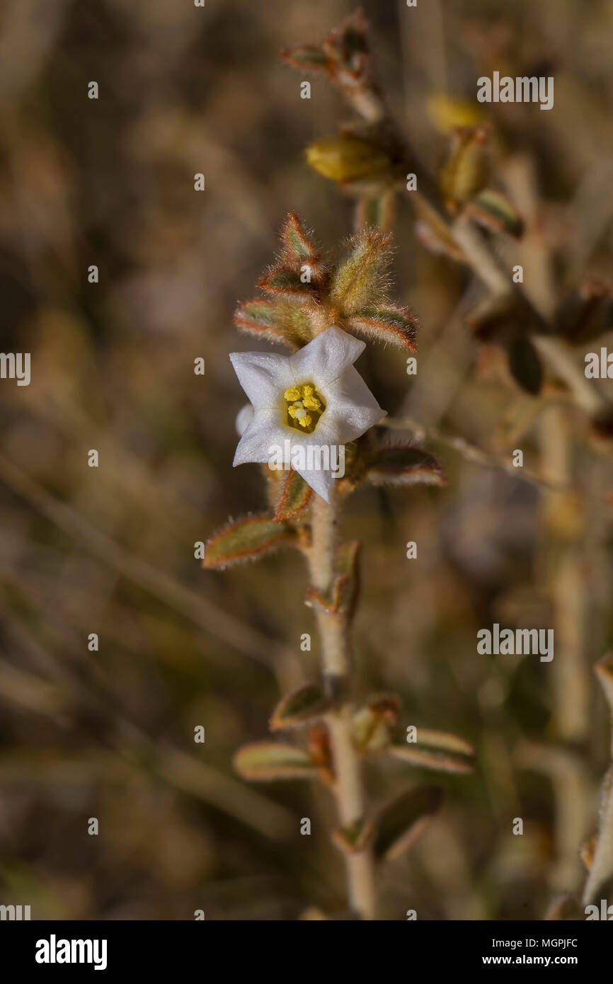 Felty Bellflower (Bonamia rosea). An Australian Native Wildflower Stock ...
