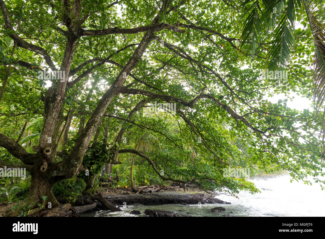 Cahuita - Nationalpark with beautiful beaches and rainforest in Costa ...