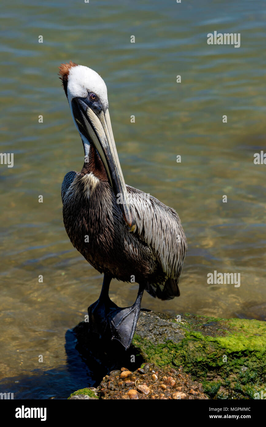 brown pelican standing on rocks at st. andrews state park panama city ...