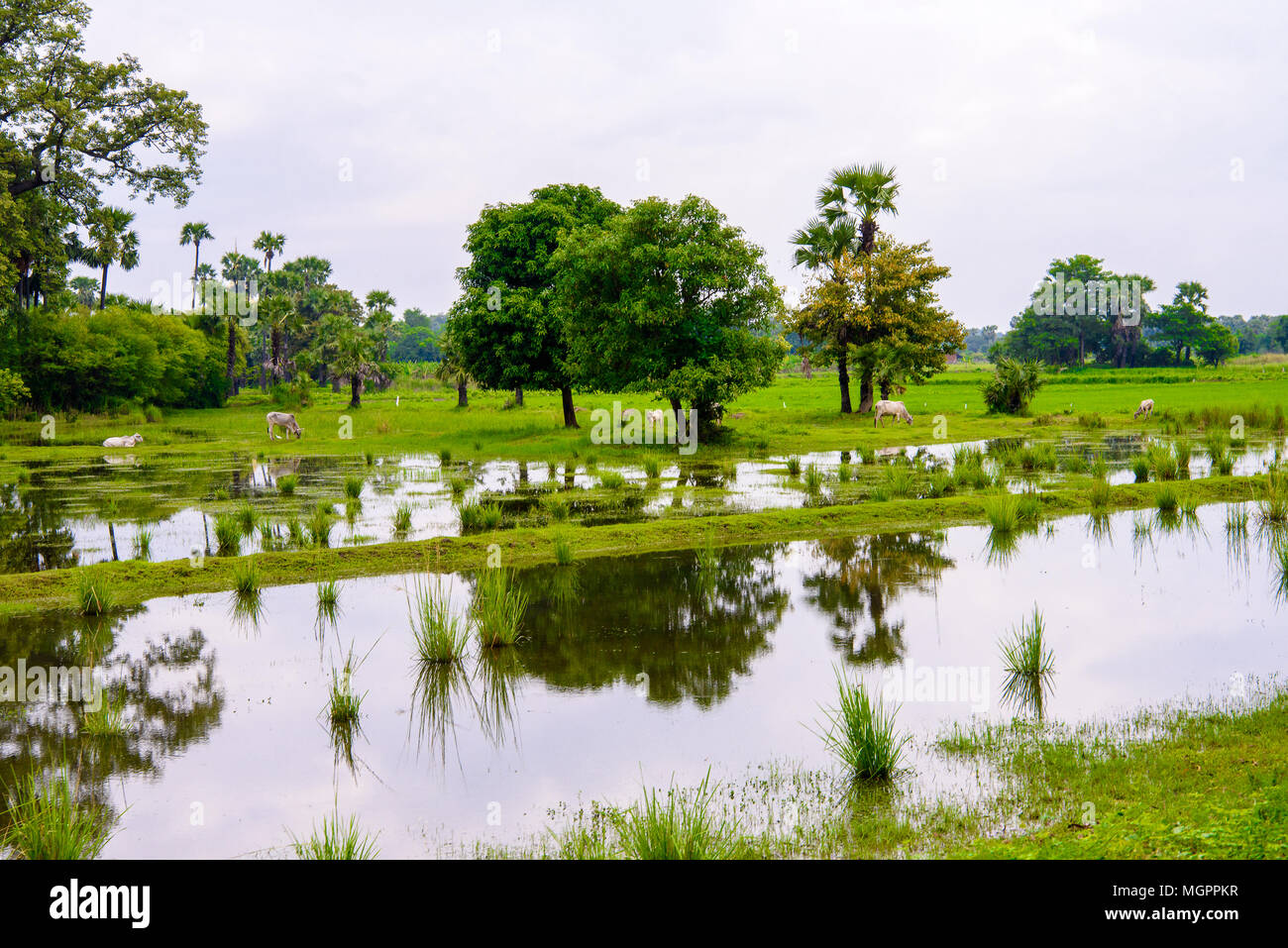 Nature of Myanmar Stock Photo - Alamy