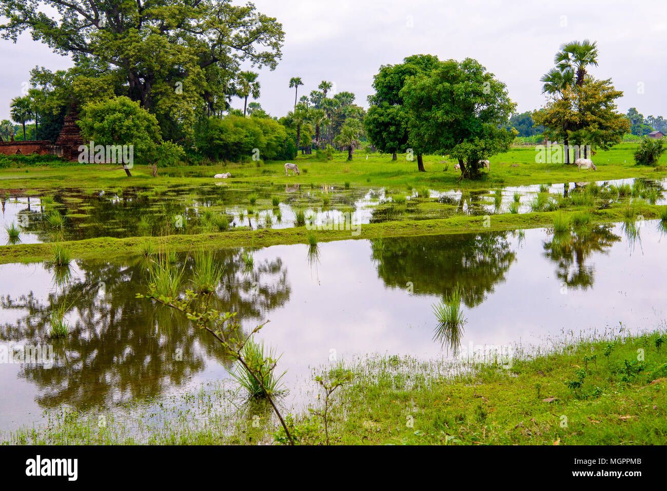 Nature of Myanmar Stock Photo - Alamy