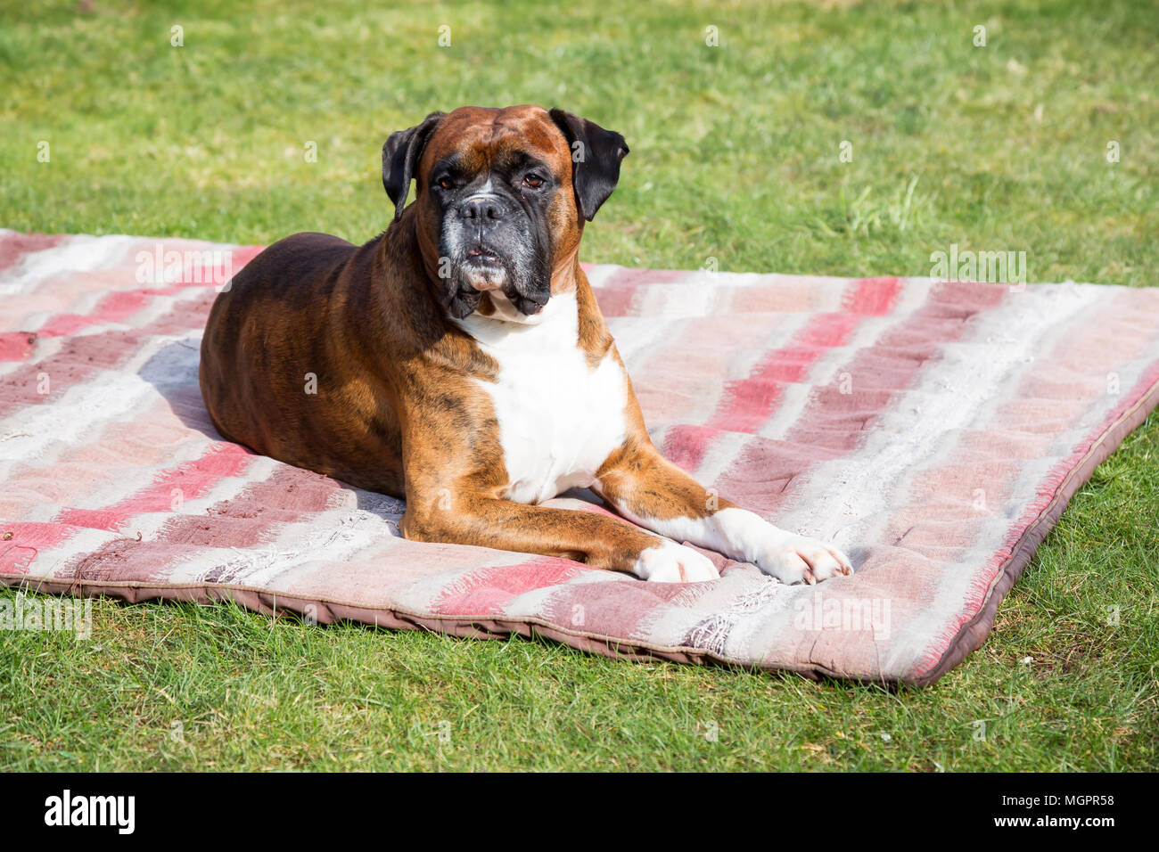 Big Old Boxer laying outside on a blanket enjoying the sunshine Stock ...
