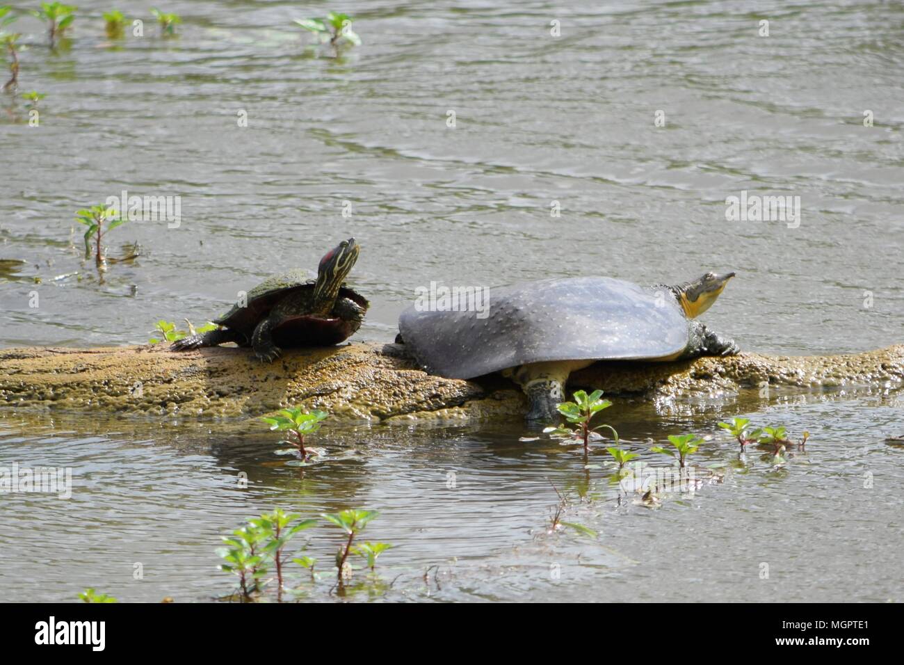 Red eared turtle on shore hi-res stock photography and images - Alamy