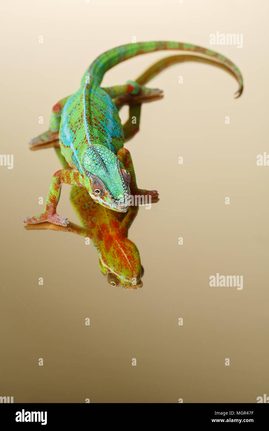 alive chameleon reptile Stock Photo - Alamy