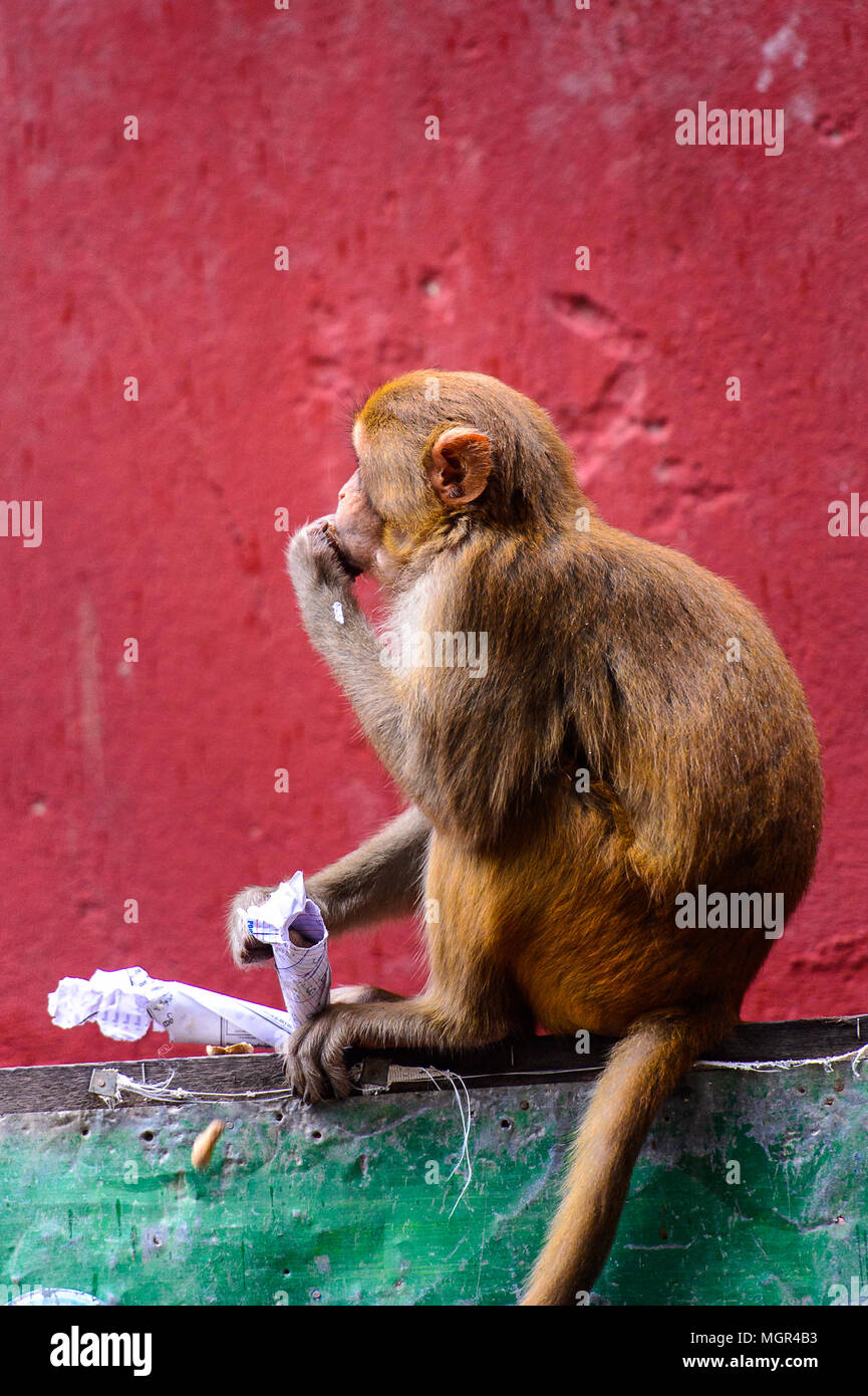 Burmese monkey in Myanmar Stock Photo - Alamy