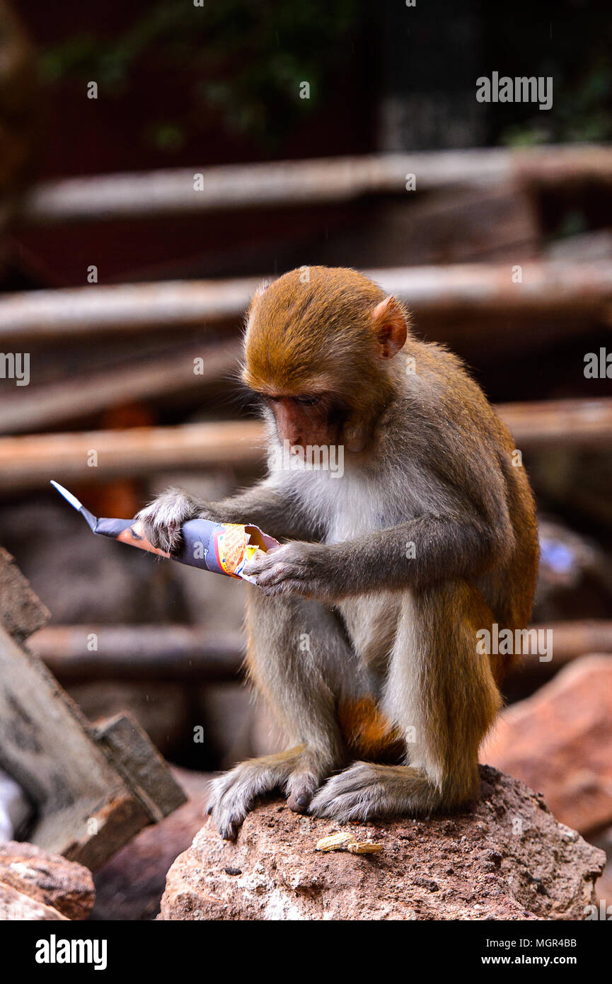 Burmese monkey in Myanmar Stock Photo - Alamy