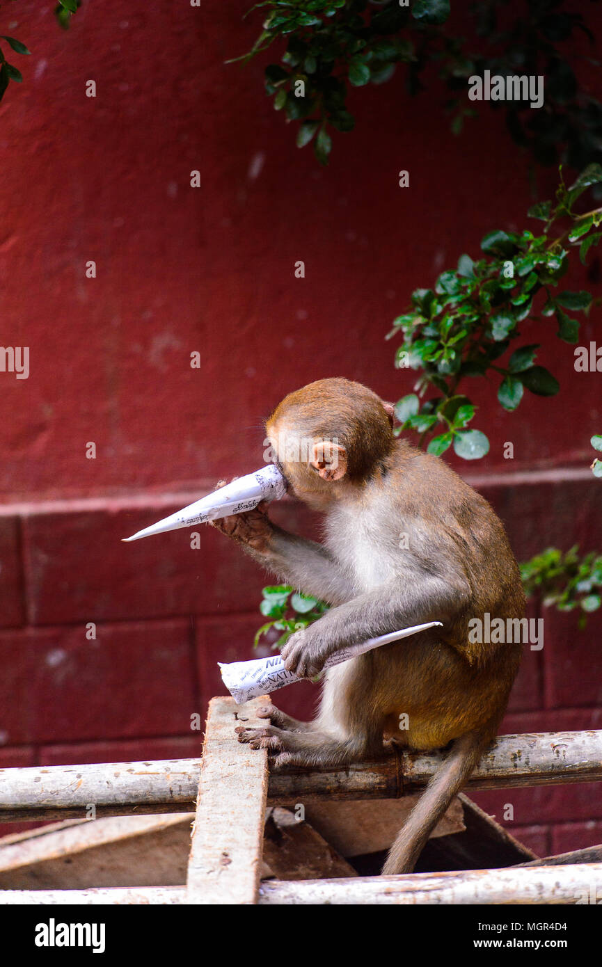 Burmese monkey in Myanmar Stock Photo - Alamy
