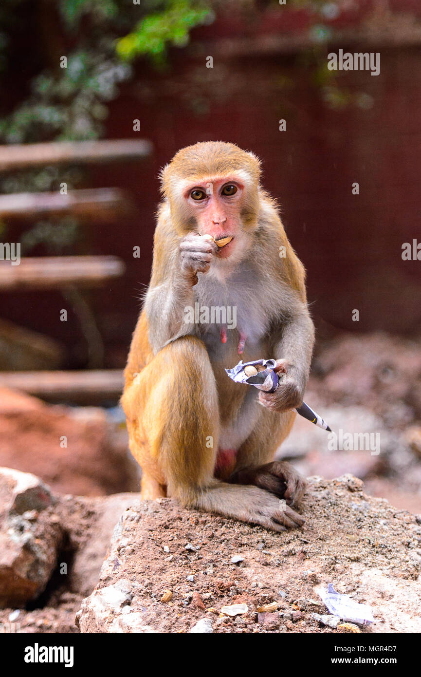 Burmese monkey in Myanmar Stock Photo - Alamy