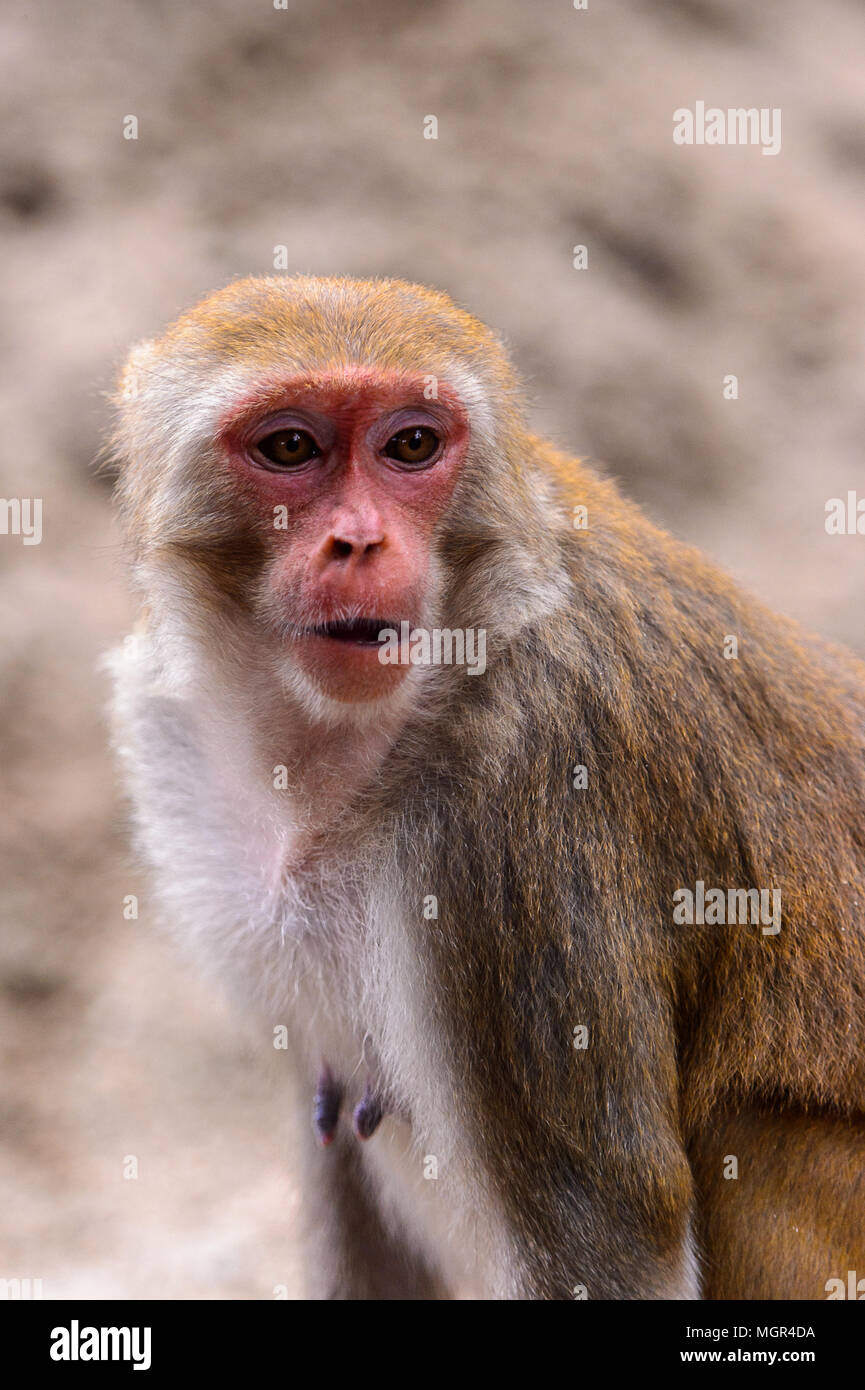 Burmese monkey in Myanmar Stock Photo - Alamy