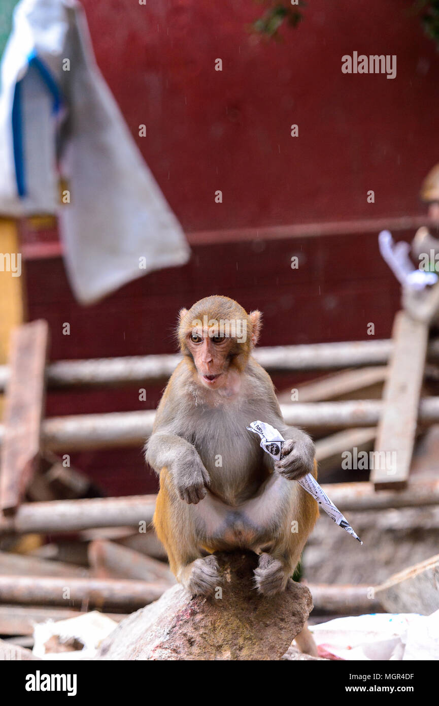 Burmese monkey in Myanmar Stock Photo - Alamy