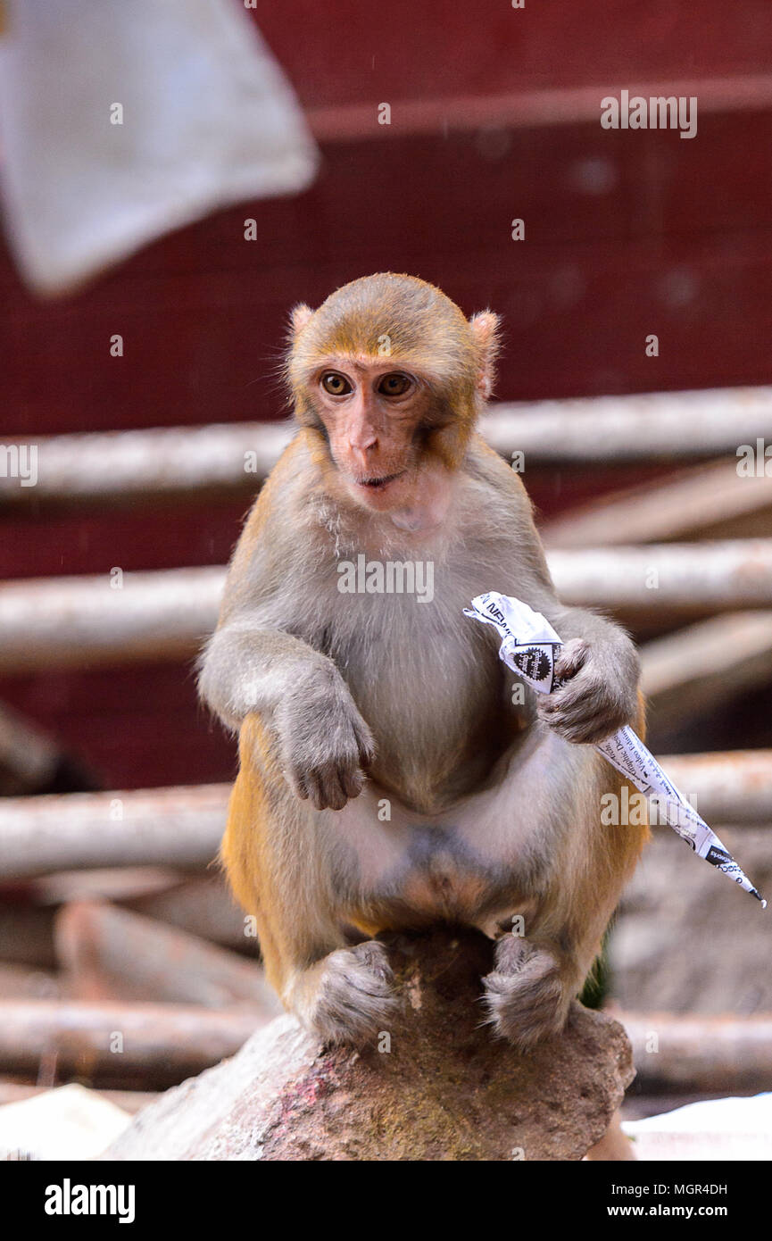 Burmese monkey in Myanmar Stock Photo - Alamy