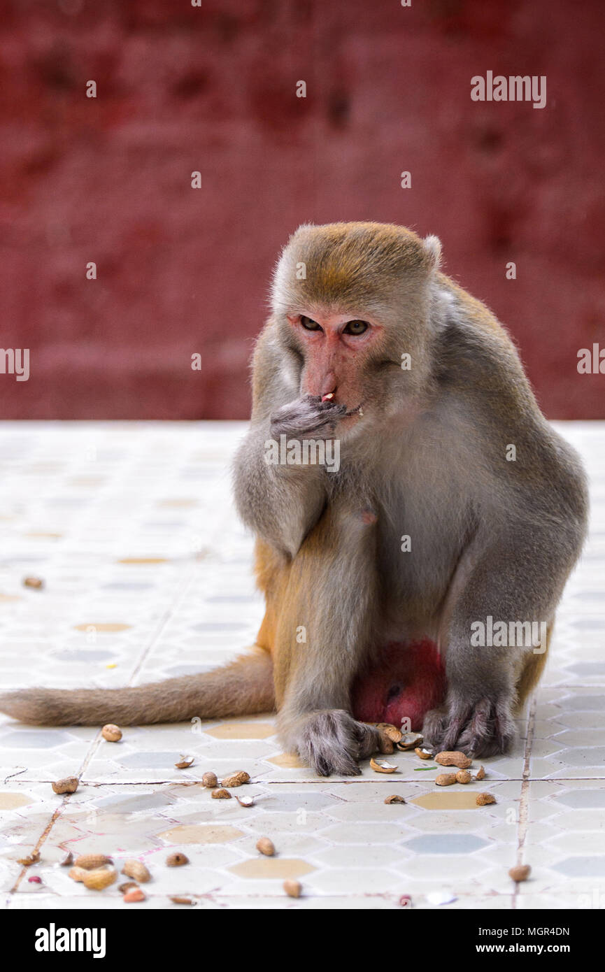 Burmese monkey in Myanmar Stock Photo - Alamy