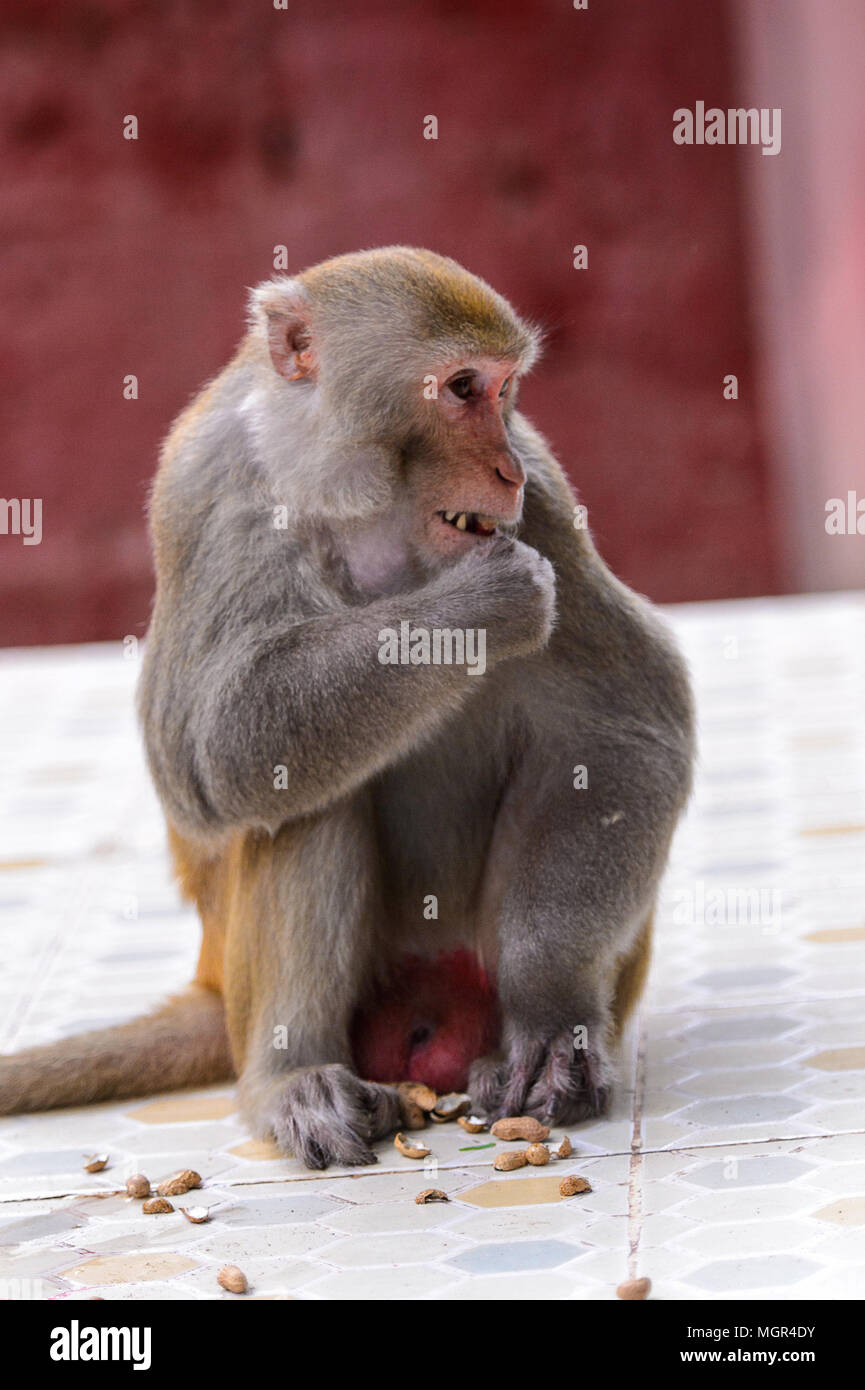 Burmese monkey in Myanmar Stock Photo - Alamy