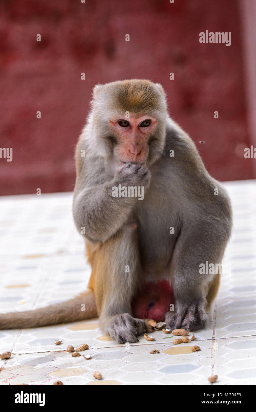 Burmese monkey in Myanmar Stock Photo - Alamy