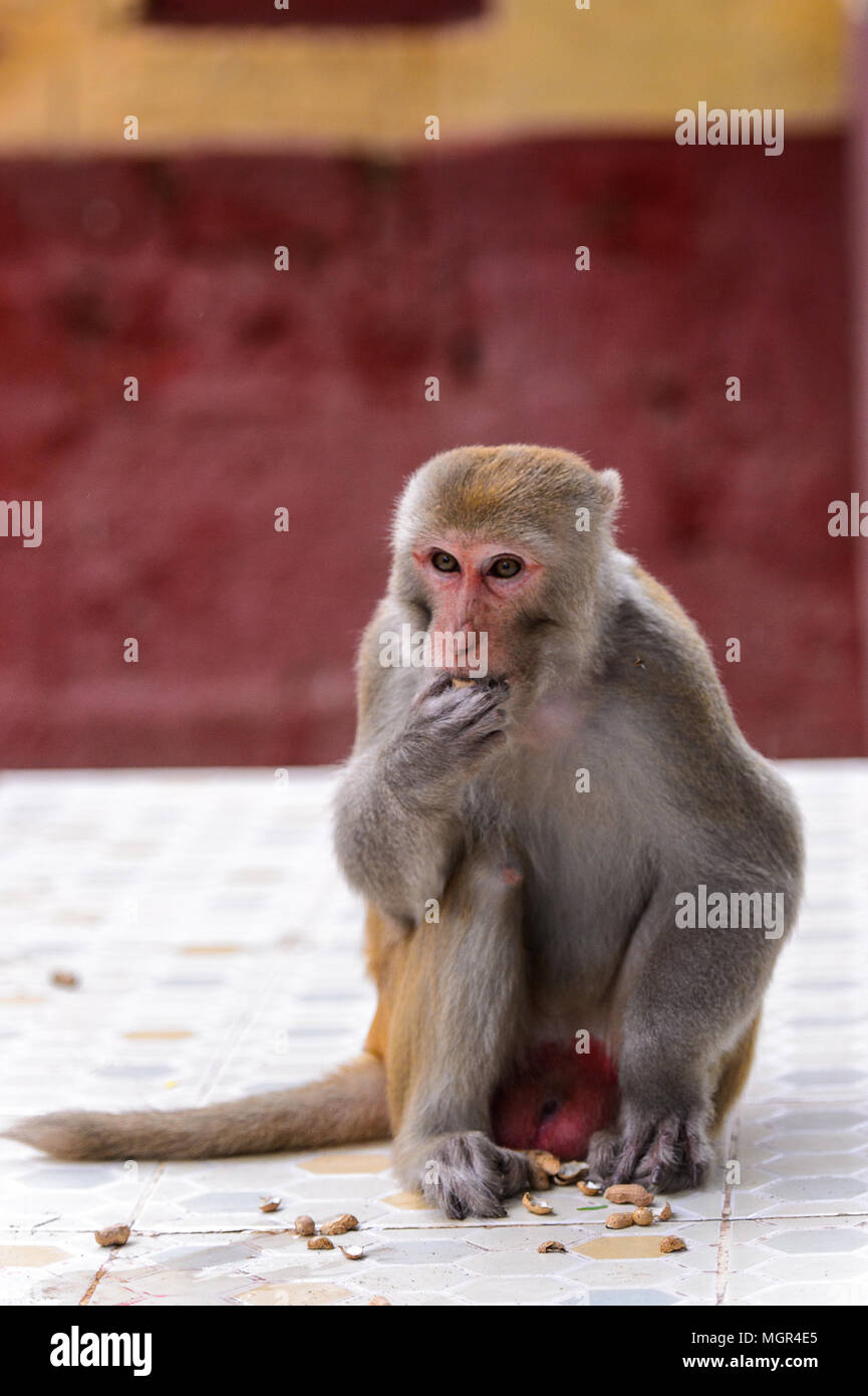 Burmese monkey in Myanmar Stock Photo - Alamy