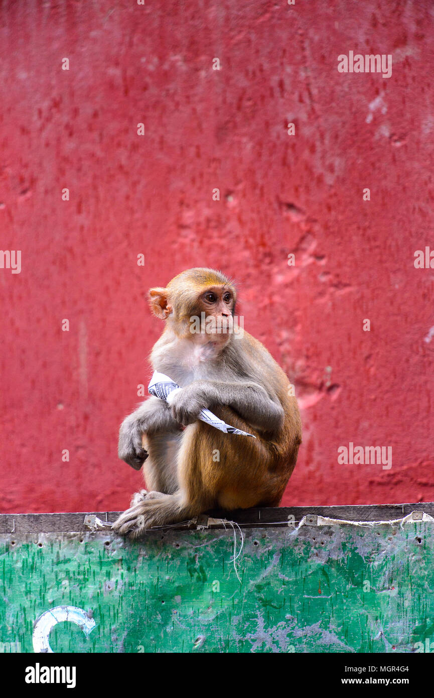 Burmese monkey in Myanmar Stock Photo - Alamy