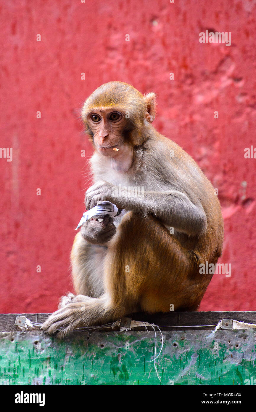 Burmese monkey in Myanmar Stock Photo - Alamy