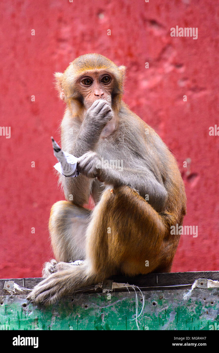 Burmese monkey in Myanmar Stock Photo - Alamy