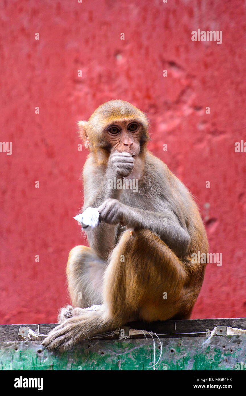 Burmese monkey in Myanmar Stock Photo - Alamy