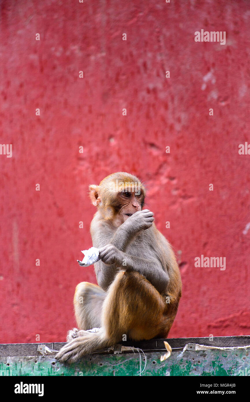 Burmese monkey in Myanmar Stock Photo - Alamy