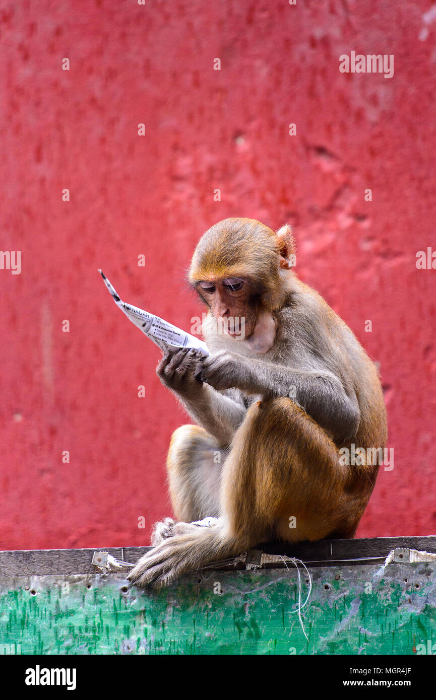 Burmese monkey in Myanmar Stock Photo - Alamy