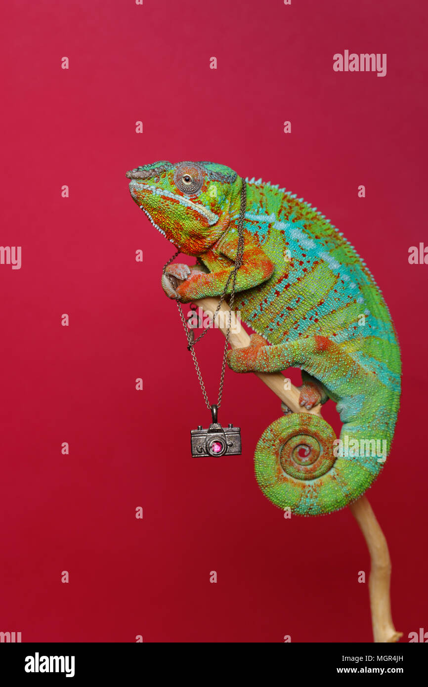 alive chameleon reptile Stock Photo - Alamy