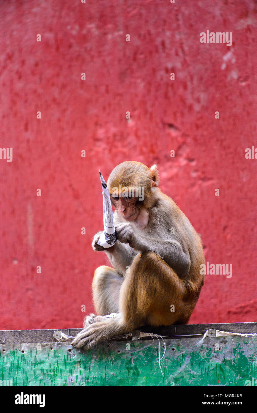 Burmese monkey in Myanmar Stock Photo - Alamy