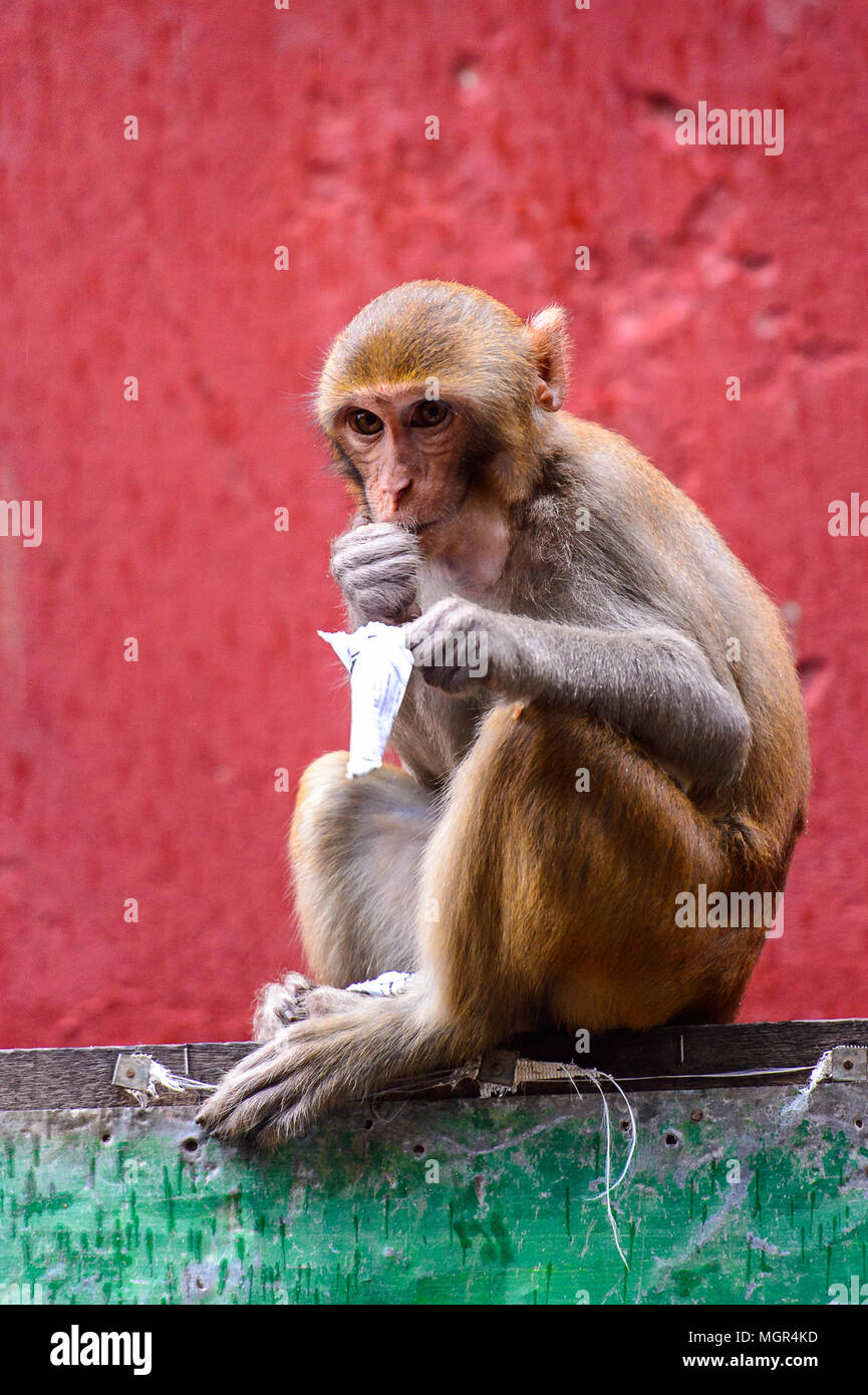Burmese monkey in Myanmar Stock Photo - Alamy