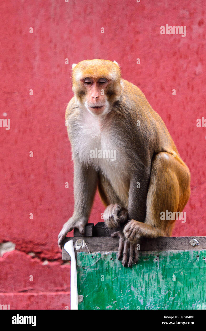 Burmese monkey in Myanmar Stock Photo - Alamy