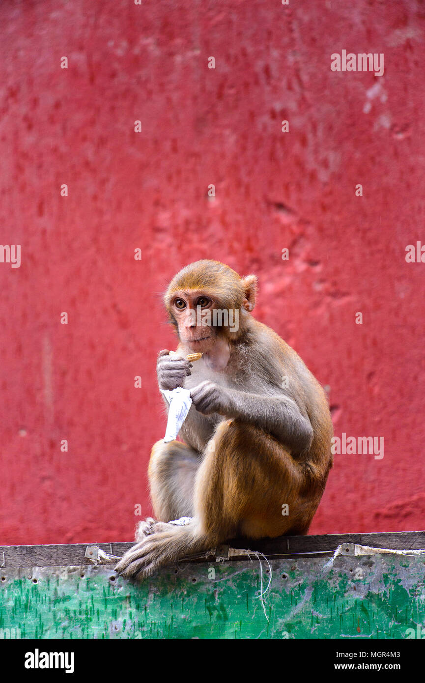 Burmese monkey in Myanmar Stock Photo - Alamy