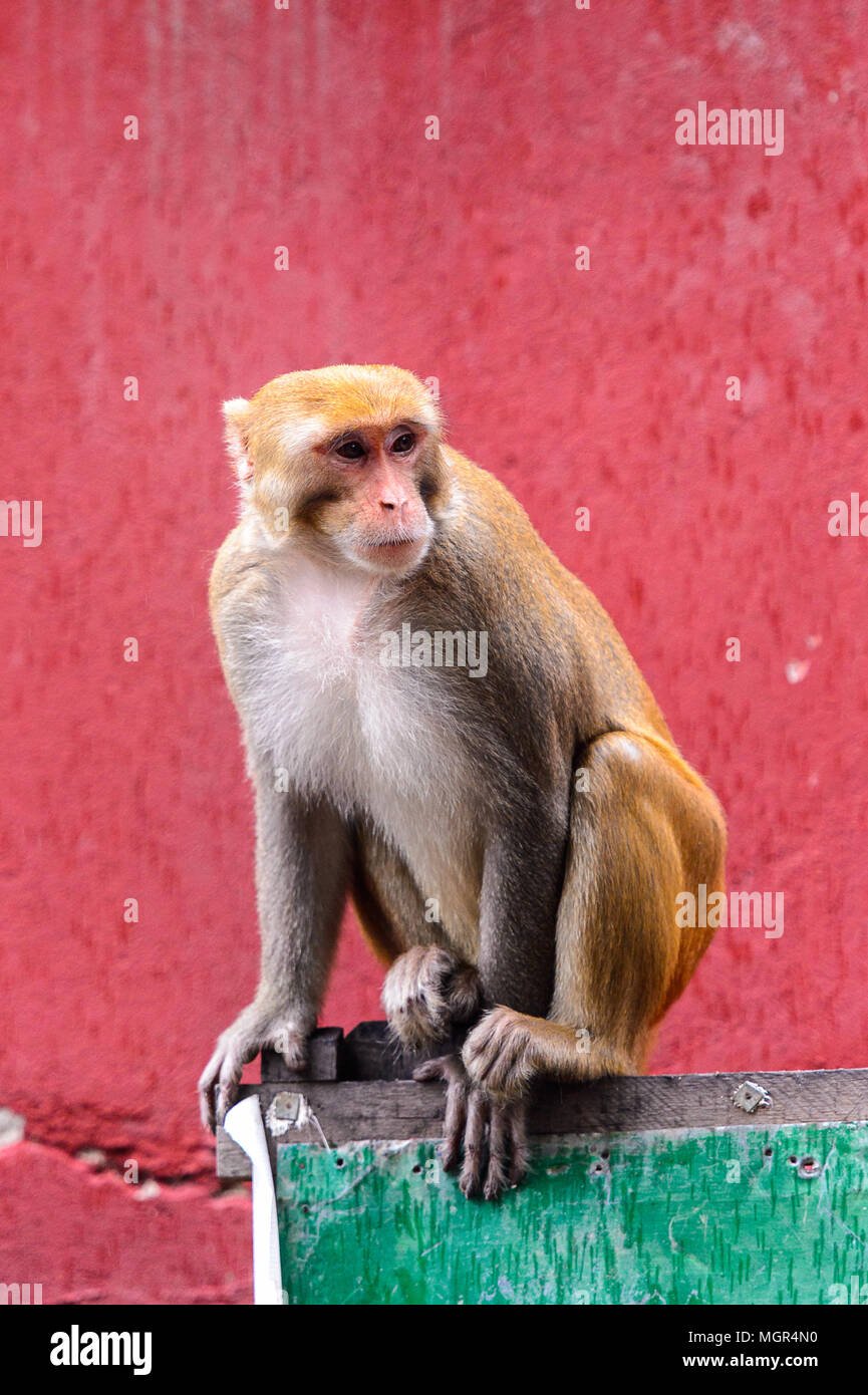 Burmese monkey in Myanmar Stock Photo - Alamy