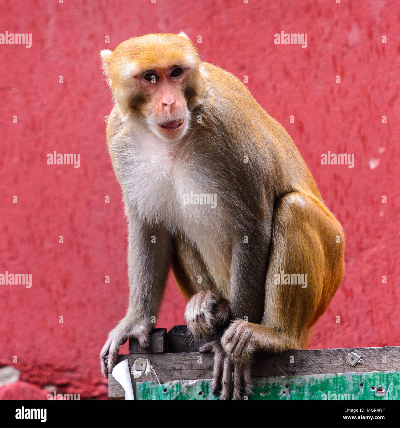 Burmese monkey in Myanmar Stock Photo - Alamy