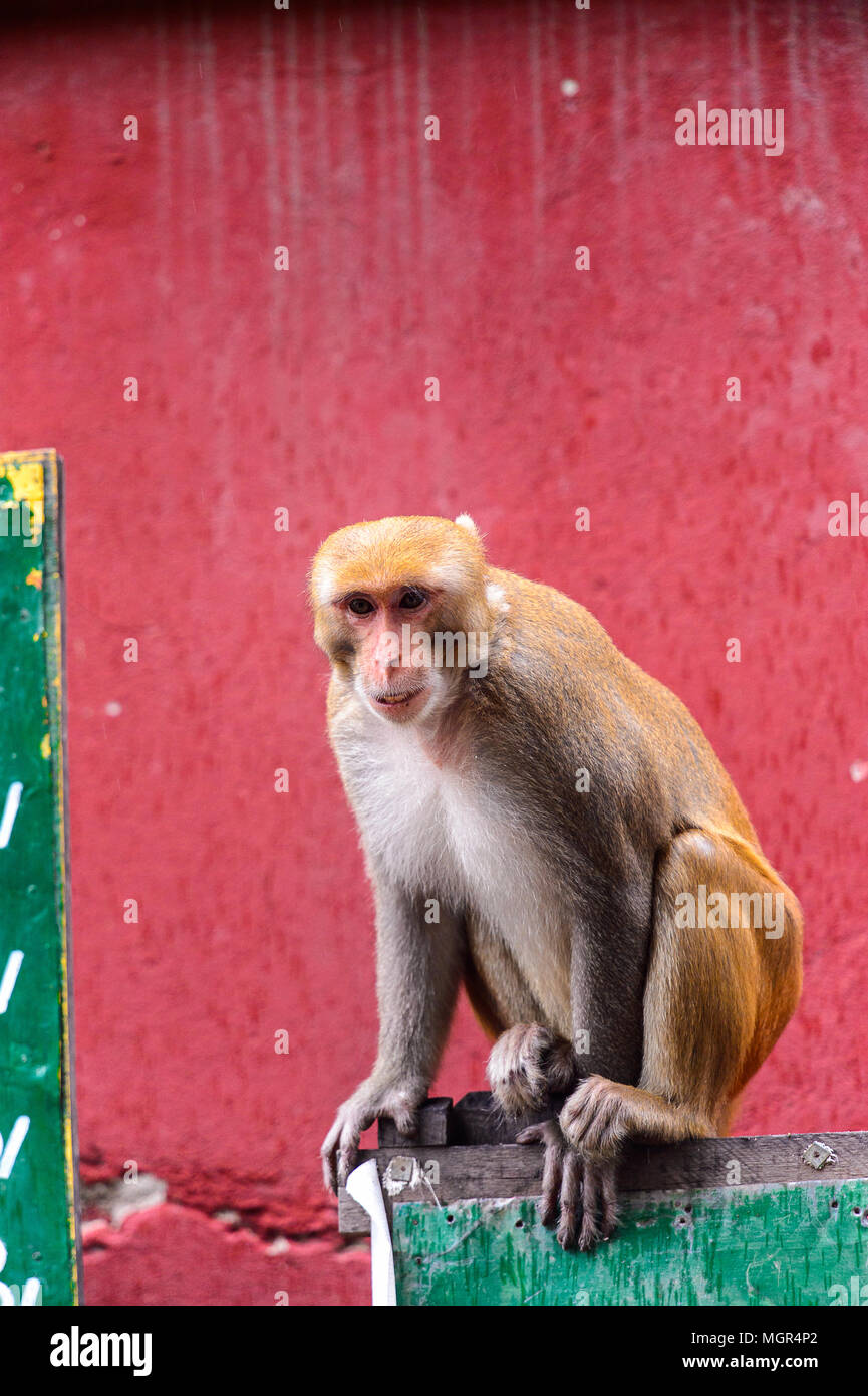 Burmese monkey in Myanmar Stock Photo - Alamy