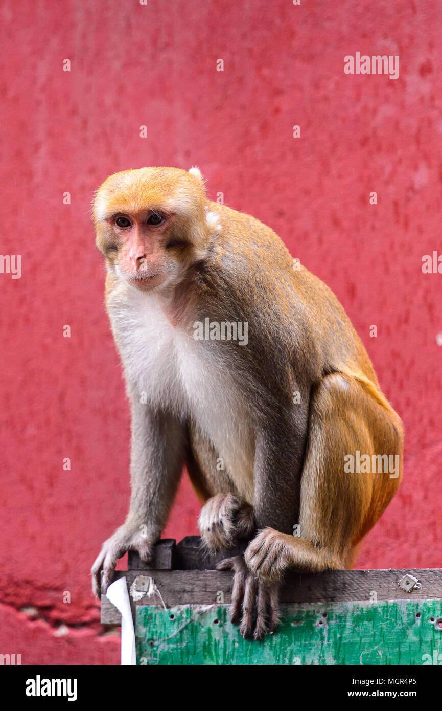 Burmese monkey in Myanmar Stock Photo - Alamy