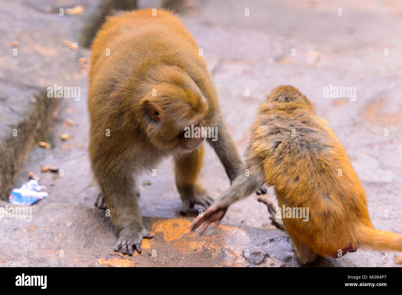 Burmese monkey in Myanmar Stock Photo - Alamy