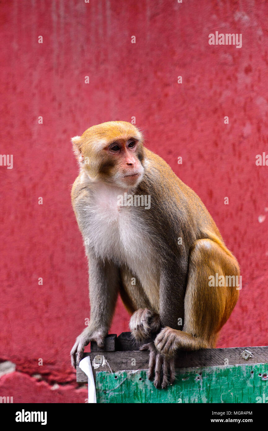 Burmese monkey in Myanmar Stock Photo - Alamy