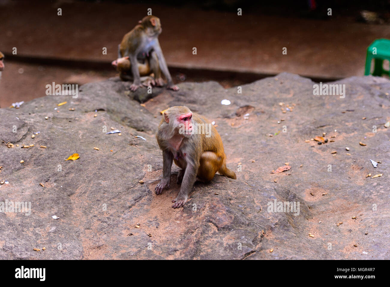 Burmese monkey in Myanmar Stock Photo - Alamy