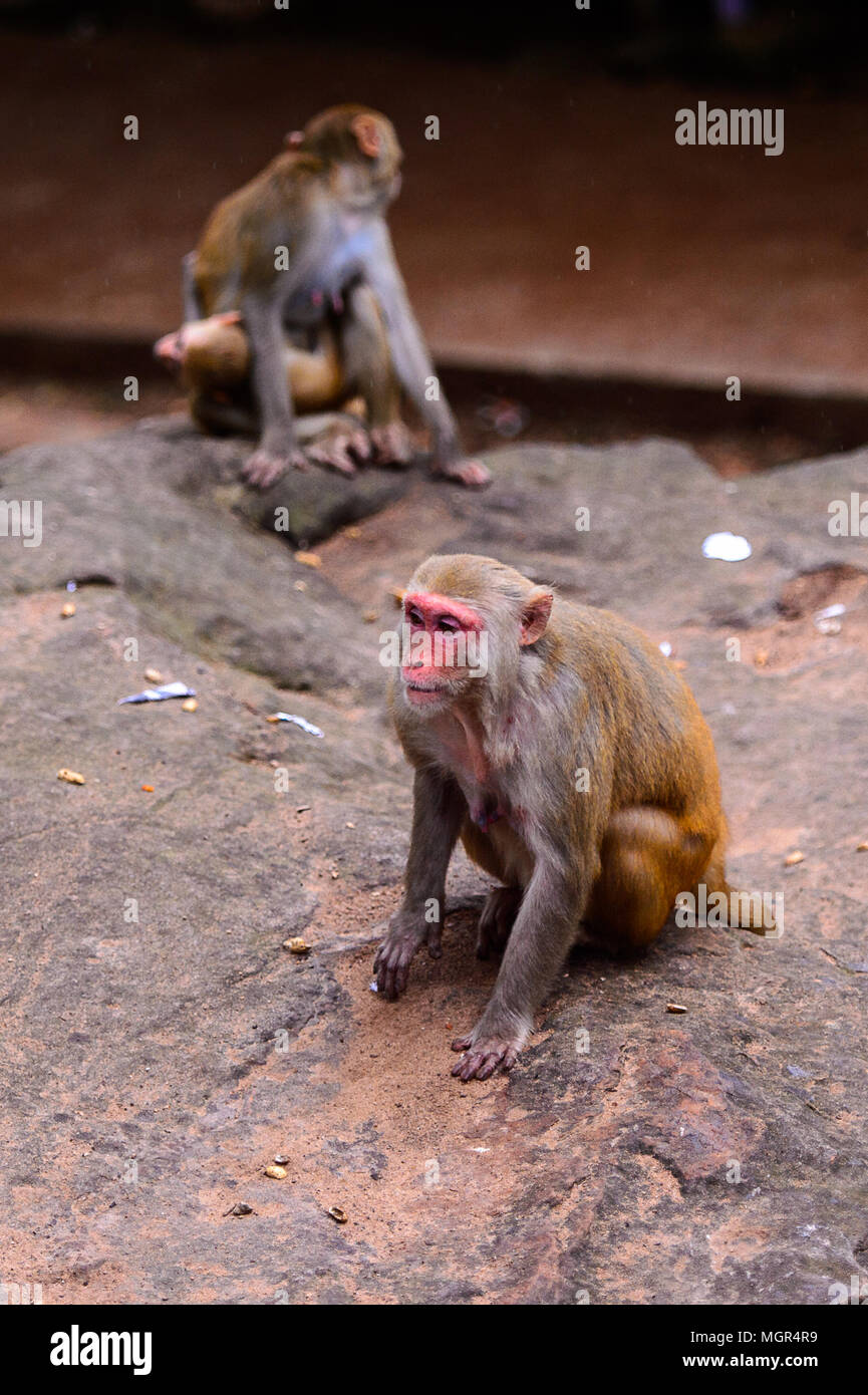 Burmese monkey in Myanmar Stock Photo - Alamy