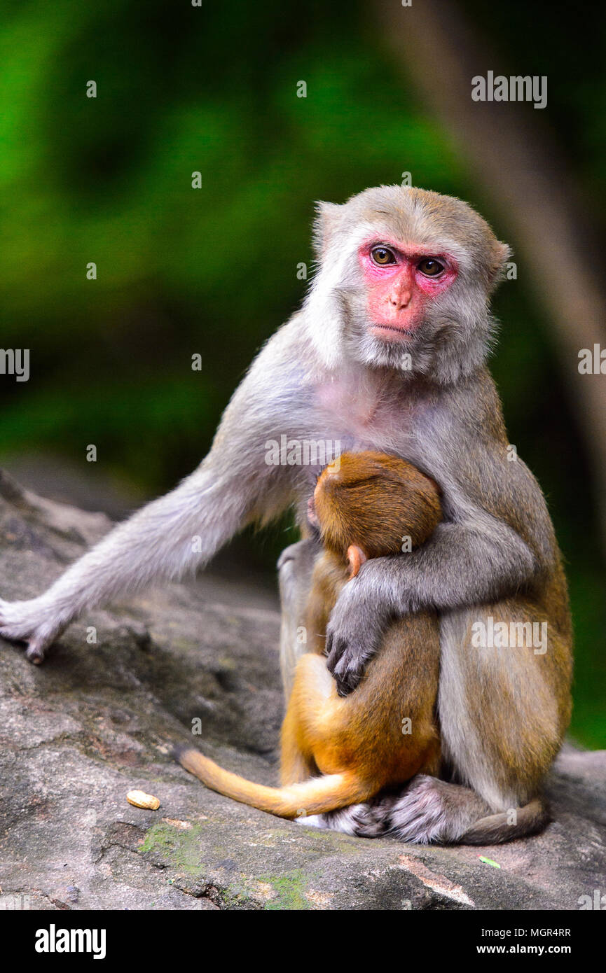 Burmese monkey in Myanmar Stock Photo - Alamy