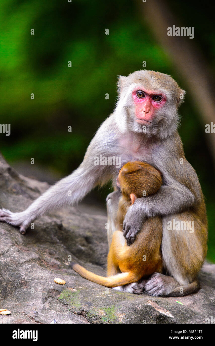 Burmese monkey in Myanmar Stock Photo - Alamy