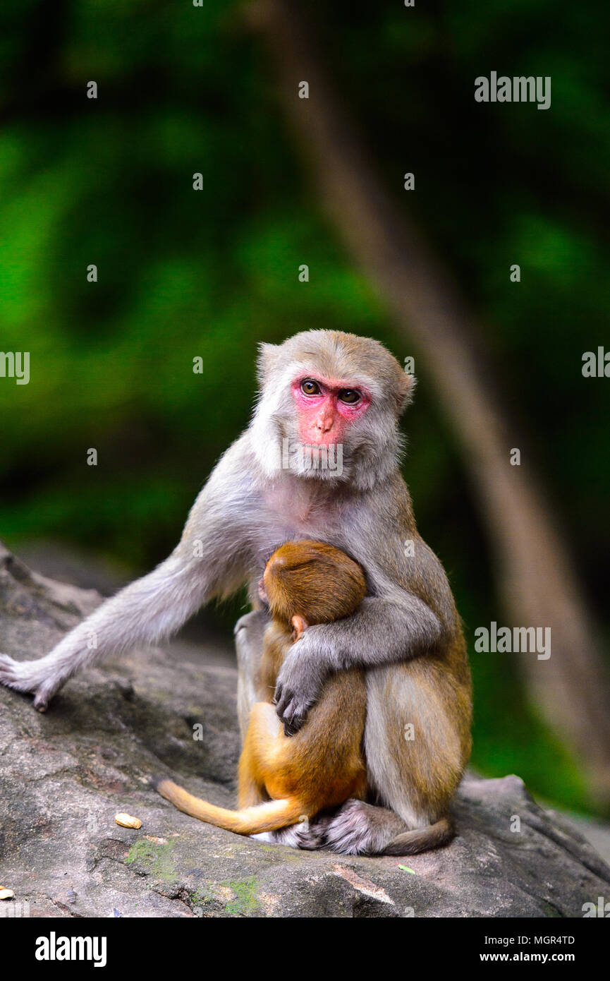 Burmese monkey in Myanmar Stock Photo - Alamy