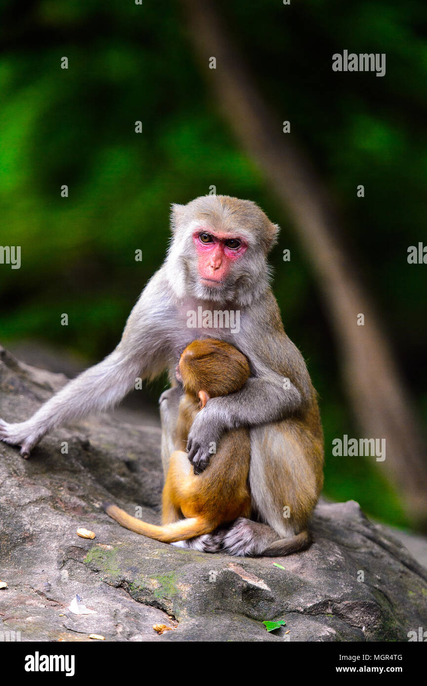 Burmese monkey in Myanmar Stock Photo - Alamy