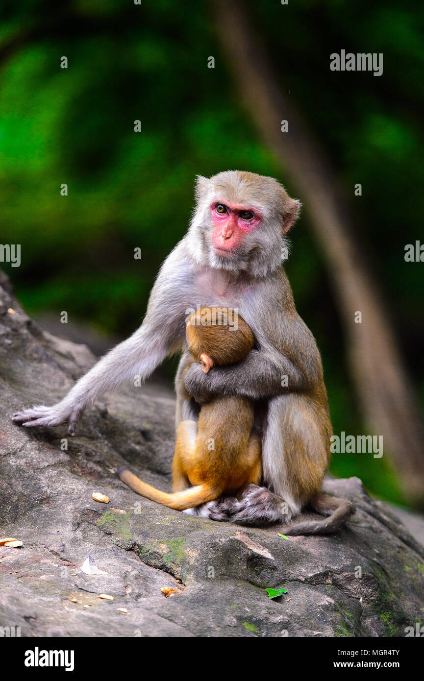 Burmese monkey in Myanmar Stock Photo - Alamy