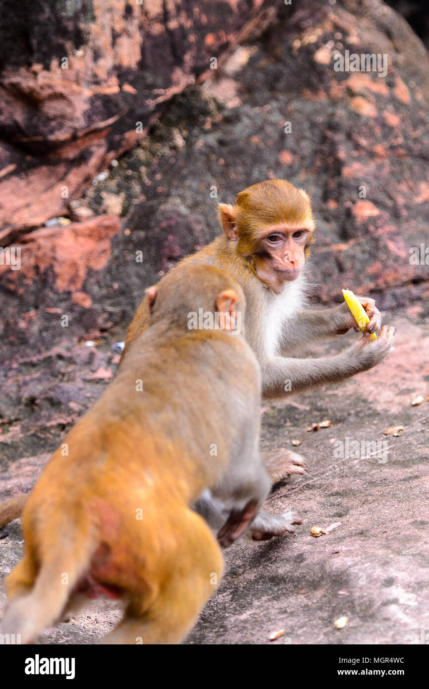 Burmese monkey in Myanmar Stock Photo - Alamy