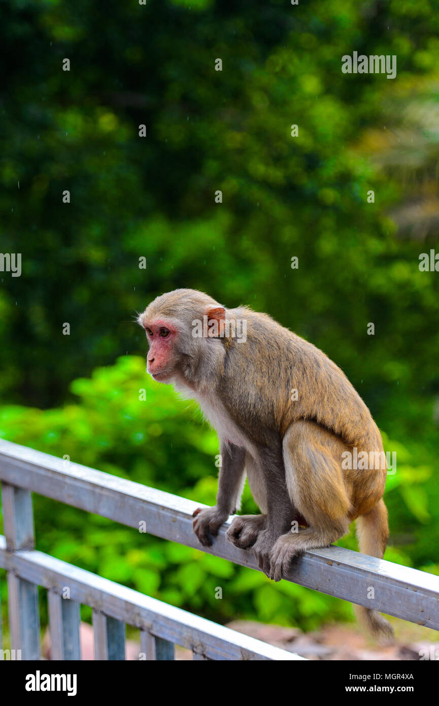 Burmese monkey in Myanmar Stock Photo - Alamy