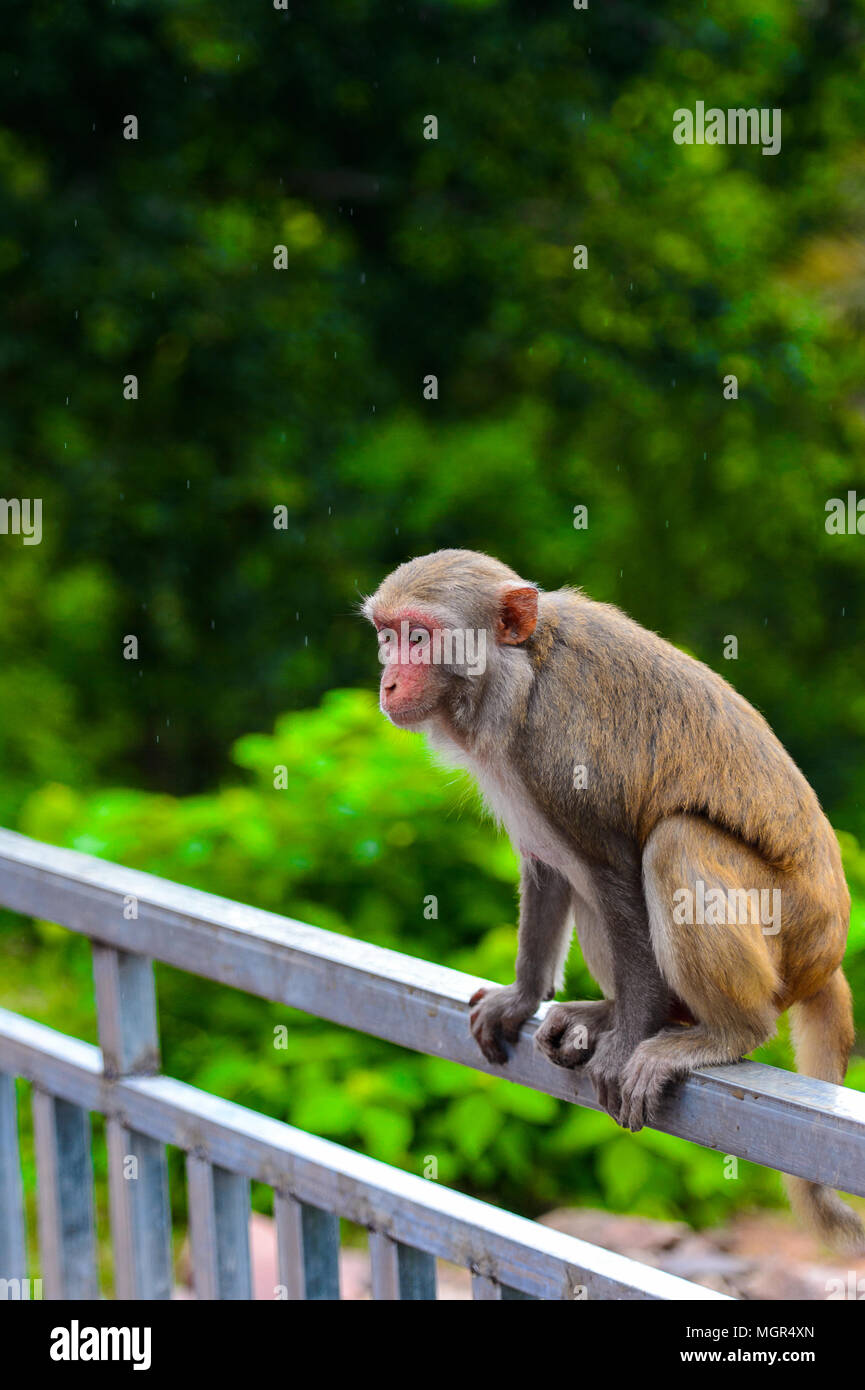 Burmese monkey hi-res stock photography and images - Alamy