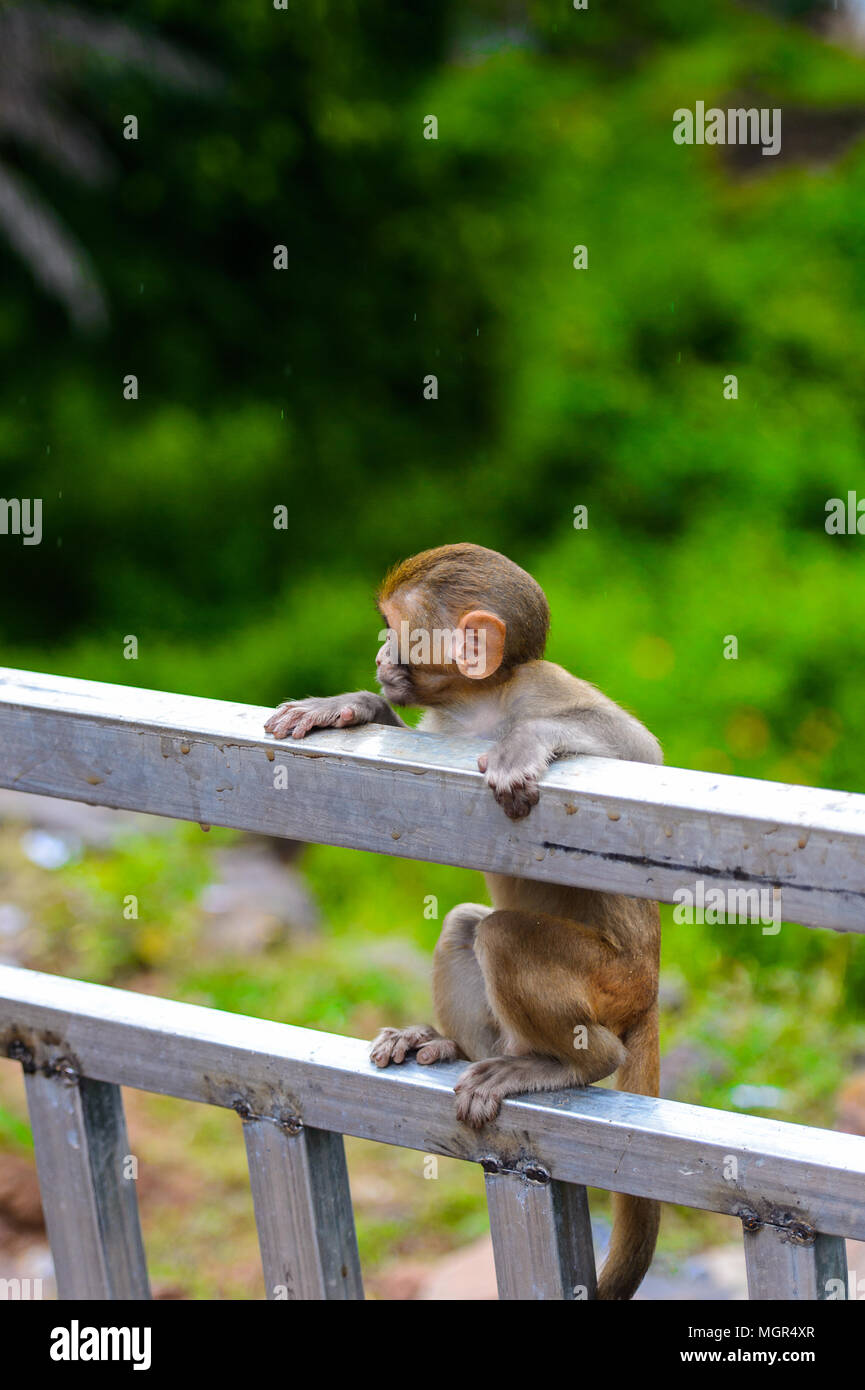 Burmese monkey in Myanmar Stock Photo - Alamy