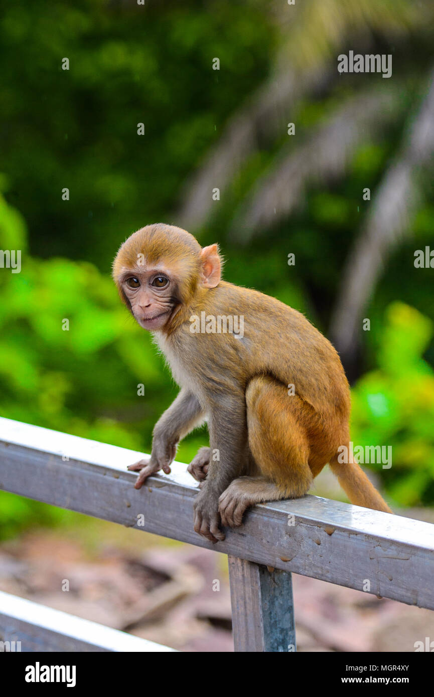 Burmese monkey in Myanmar Stock Photo - Alamy
