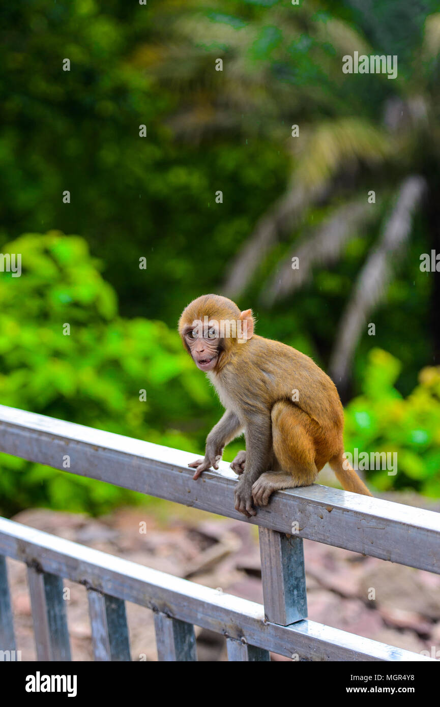 Burmese monkey in Myanmar Stock Photo - Alamy